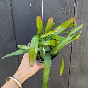 Epiphyllum Anguliger Ric Rac Cactus Fire - Etsy