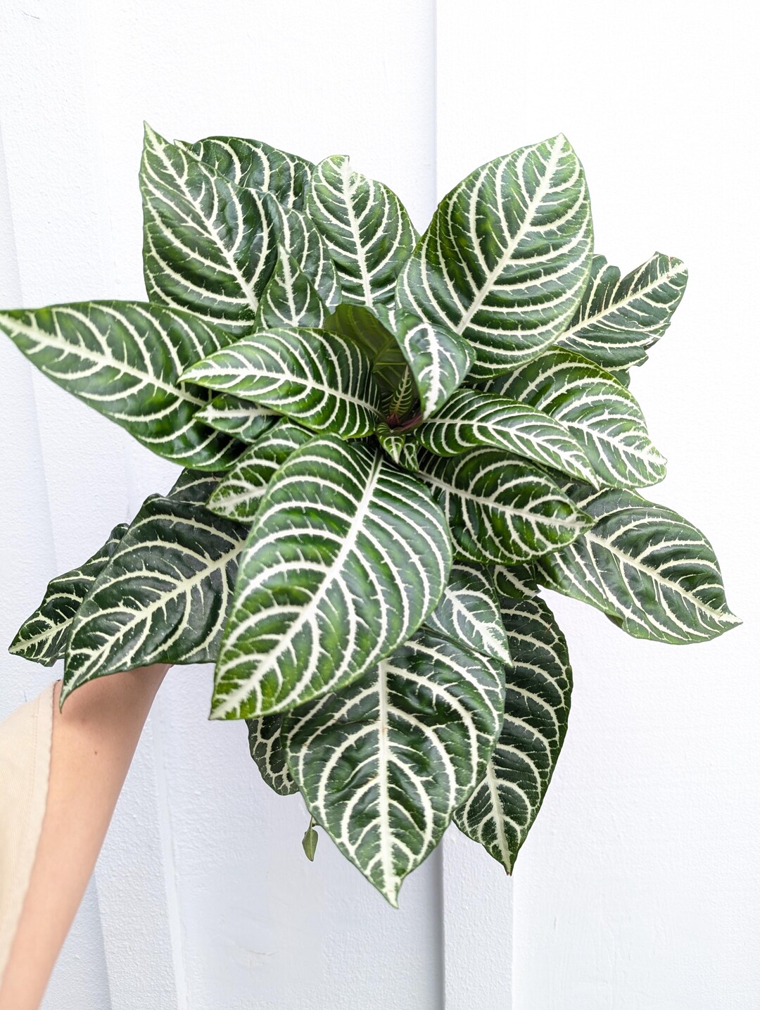 Zebra Plant 6" Pot - Etsy