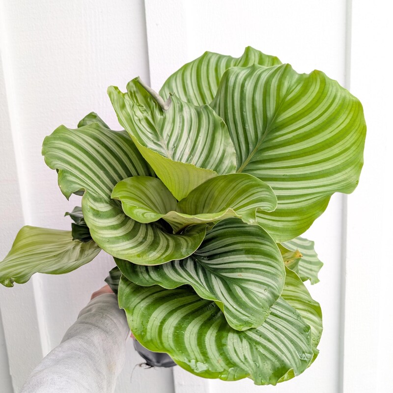 Calathea - Etsy