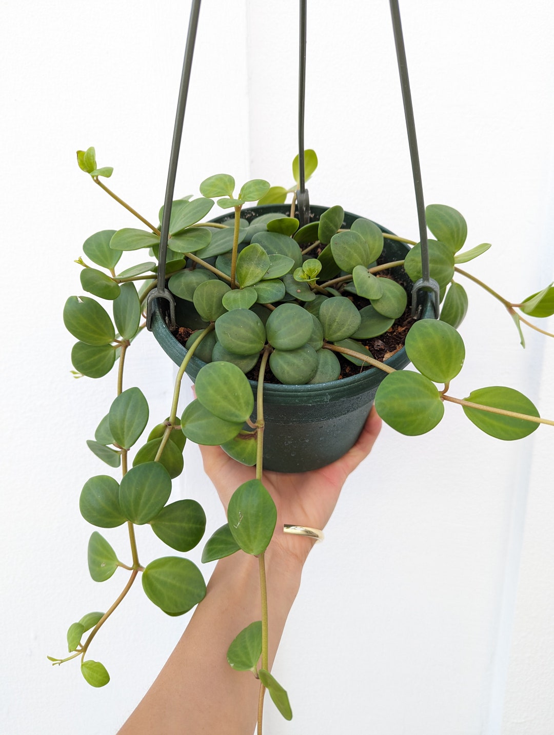 Pepperomia Hope Plant - Etsy