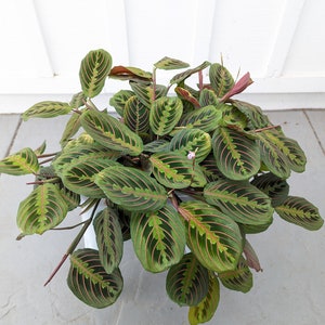 Red Maranta Plant 6" Pot - Etsy