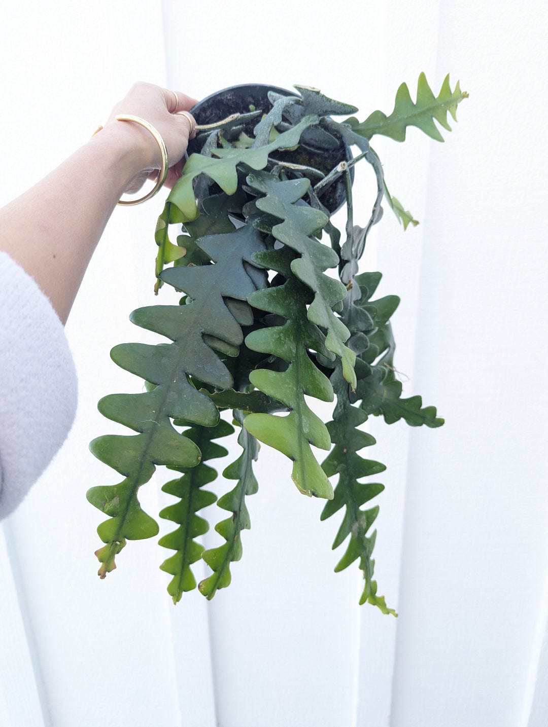 Epiphyllum Anguliger Ric Rac Cactus Fire - Etsy