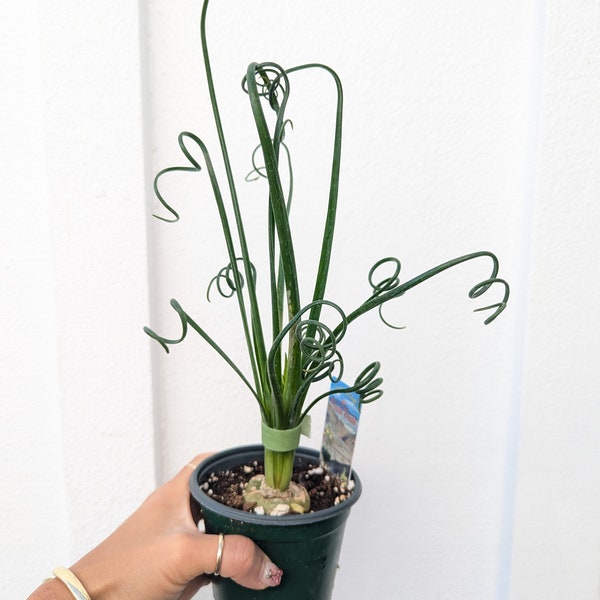 Frizzle Sizzle Plant - Etsy