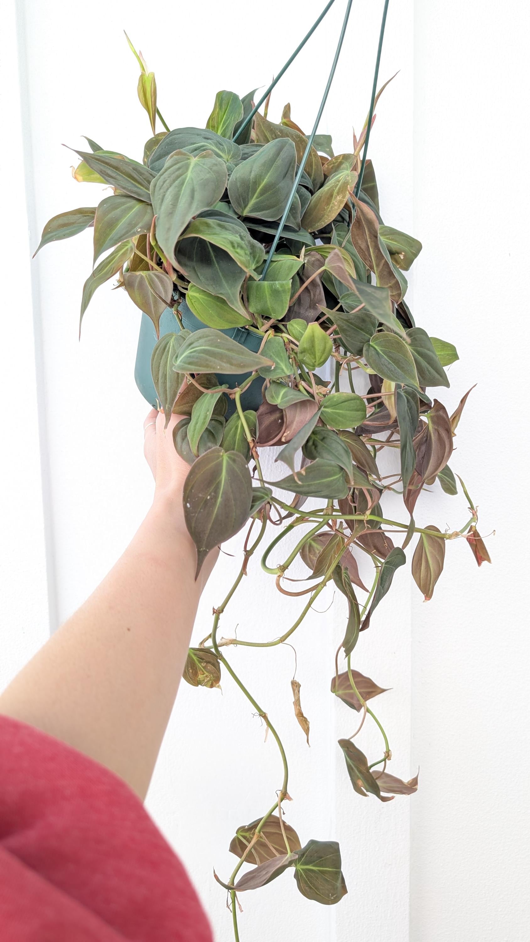 Philodendron Mican Plant 6" Pot - Etsy
