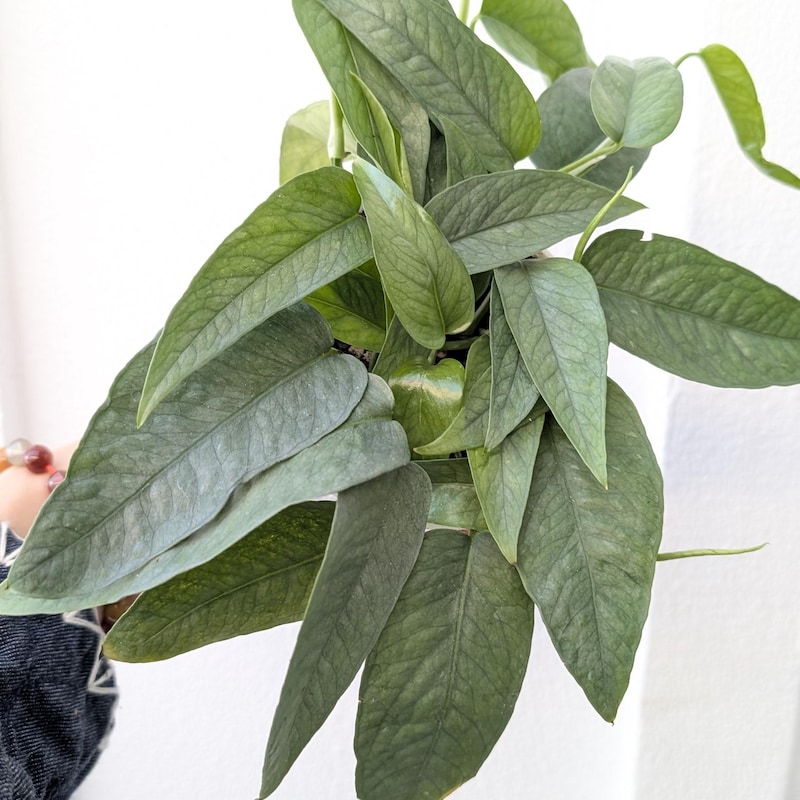 Cebu Blue Pothos - Etsy