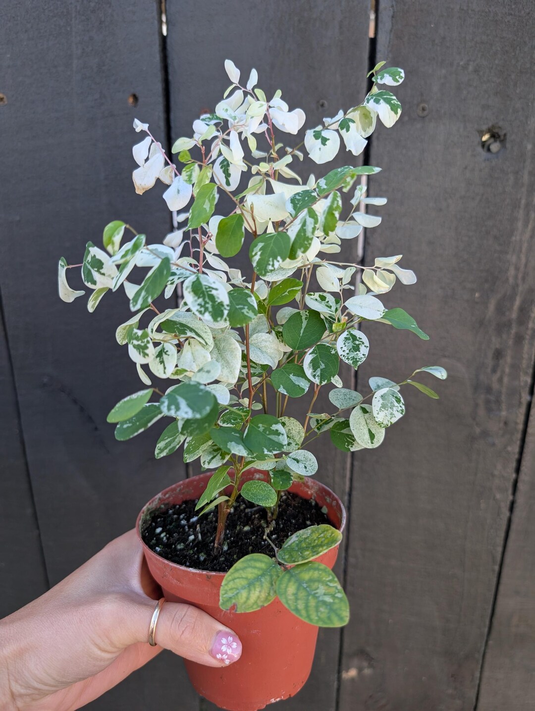 Snow Bush Plant 4" Pot - Etsy