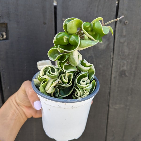 Hindu Rope Plant - Etsy