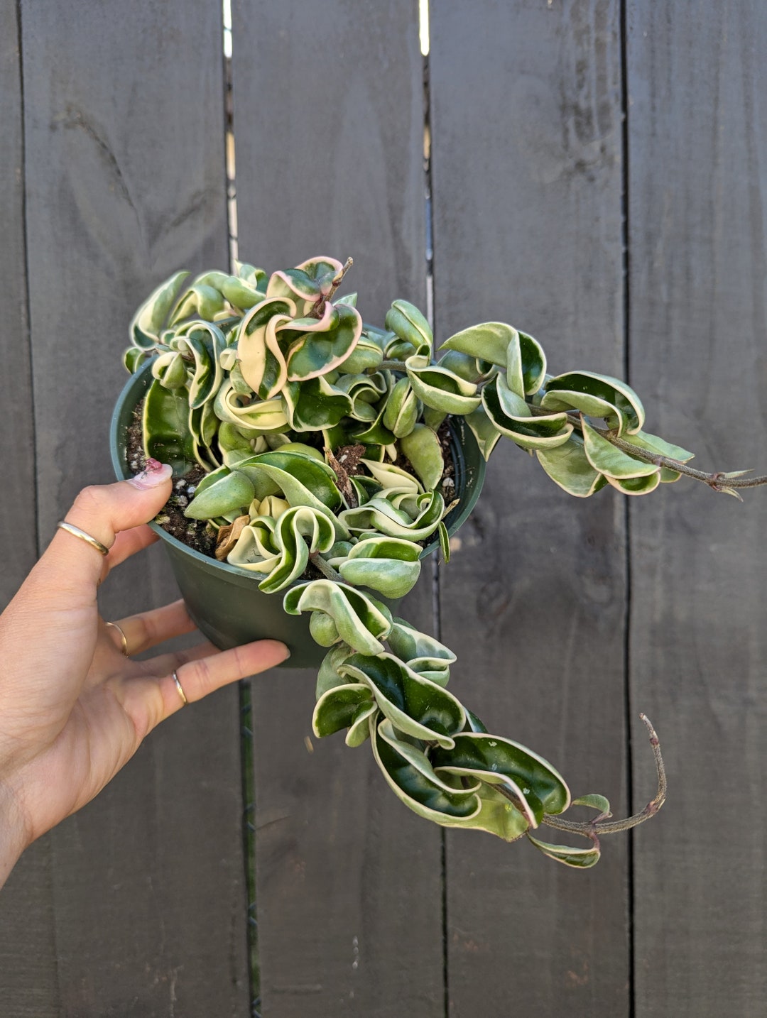 Hoya Compacta Variegated Hindu Rope 6 Pot - Etsy