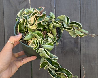 Hoya Carnosa Compacta 'hindu Rope' - Etsy