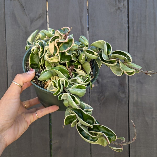 Hindu Rope Plant - Etsy