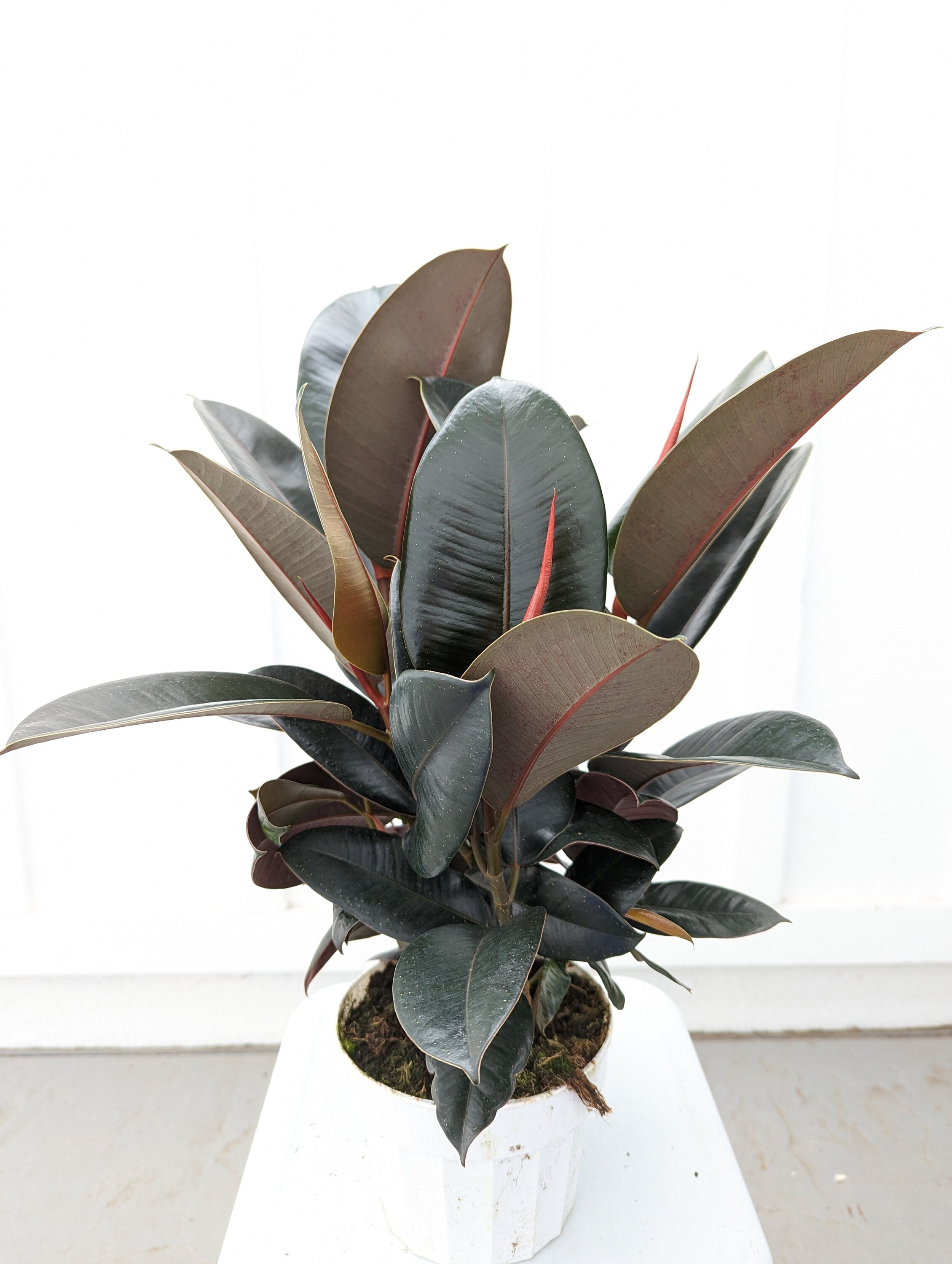 Ficus Elastica Burgundy Rubber Plant 6 Pot - Etsy