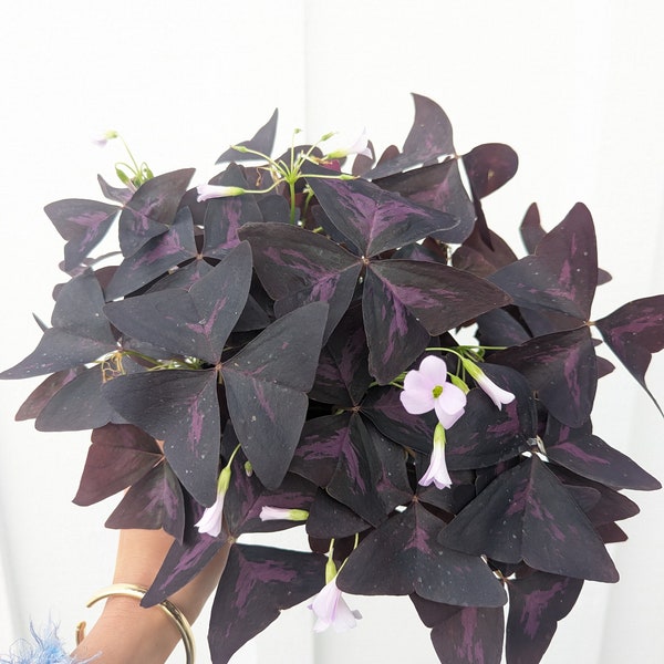 Oxalis Triangularis Bulbs - Etsy