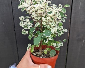 Variegated Japanese Snowbush Breynia Nivosa Tricolor Pink Plants Live ...