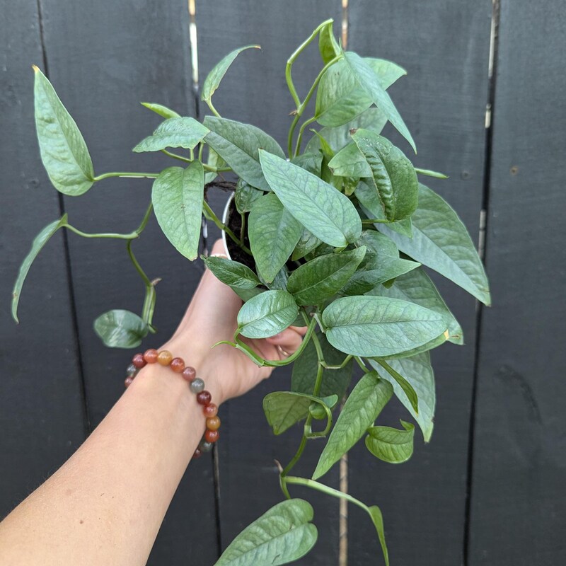 Cebu Blue Pothos - Etsy