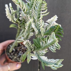 Devil's Backbone Variegated Plant 2" Pot - Etsy