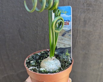 Albuca Spiralis, Frizzle Sizzle, Live Plant 4 - Etsy