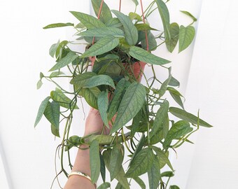 Cebu Blue Ghost Variegated Epipremnum Pinnatum Rooted Starter Plant - Etsy