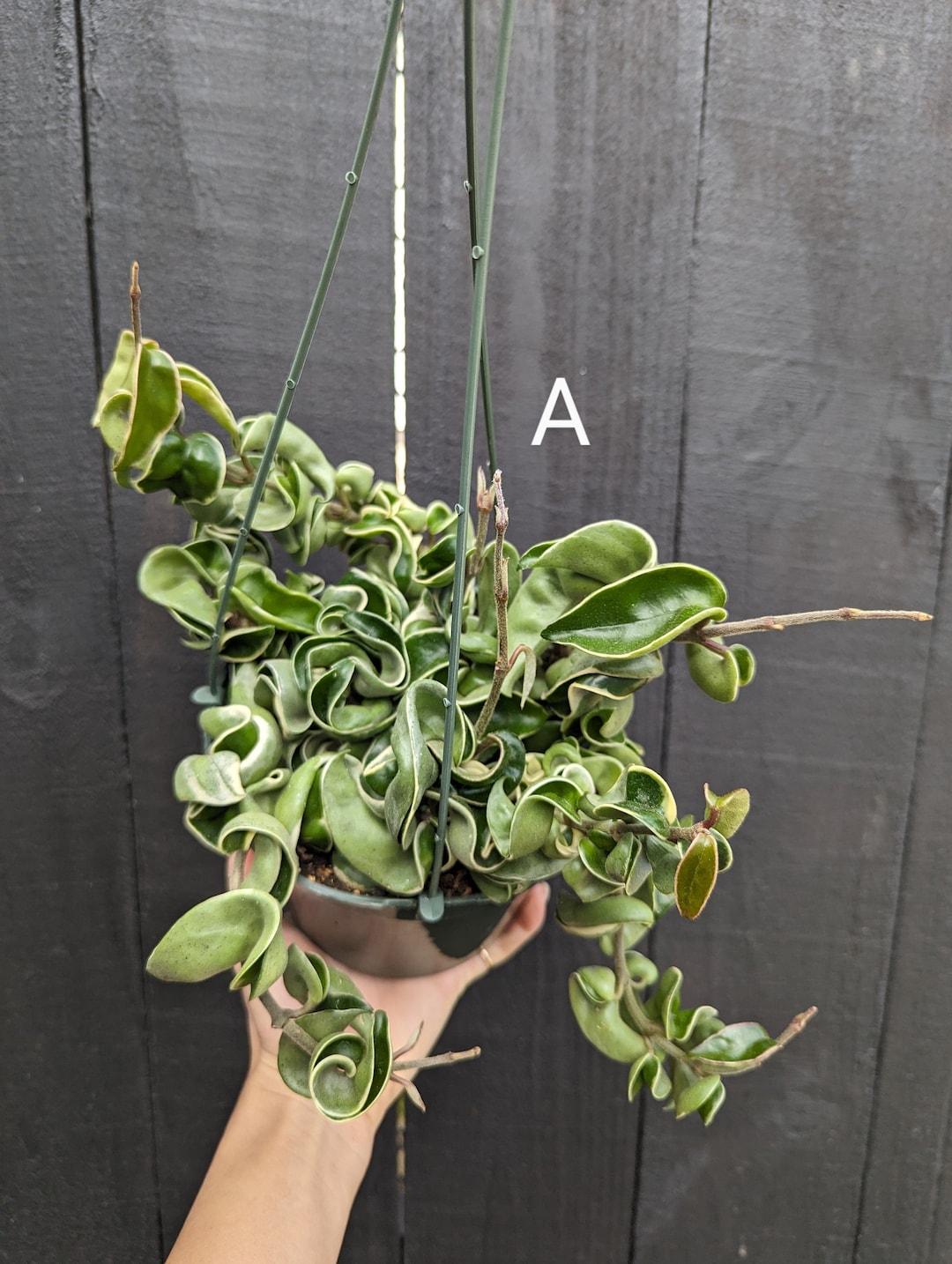 Hoya Compacta Variegated Hindu Rope 6 Pot - Etsy