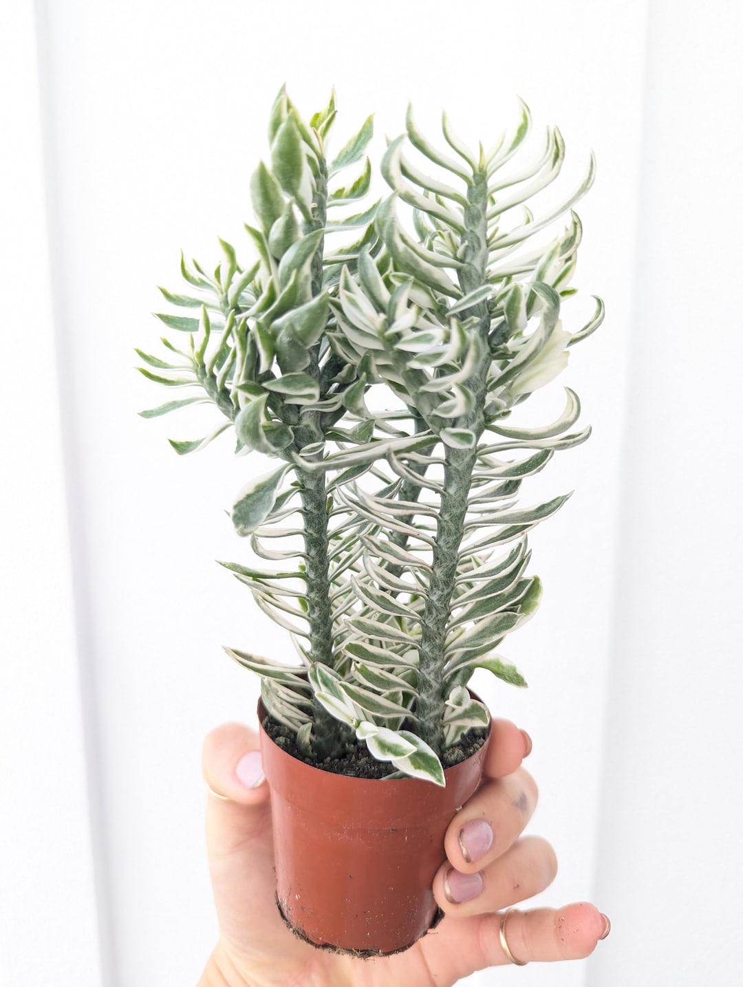 Devil's Backbone Variegated Plant 2" Pot - Etsy