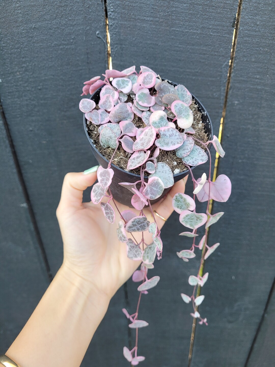 Variegated Ceropegia Woodii Strings of Hearts Plant 4 - Etsy