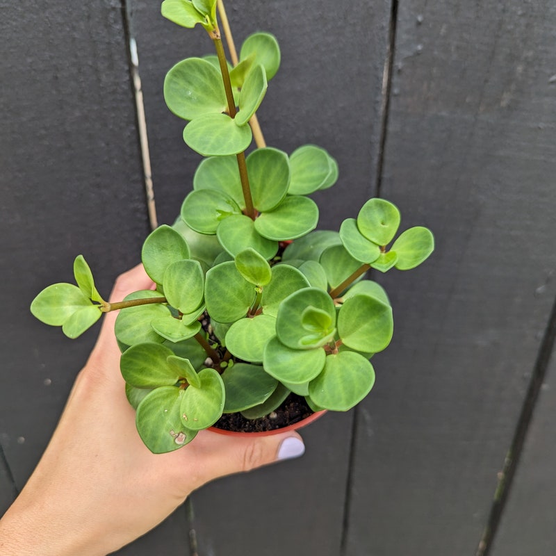 Peperomia Hope Plant - Etsy