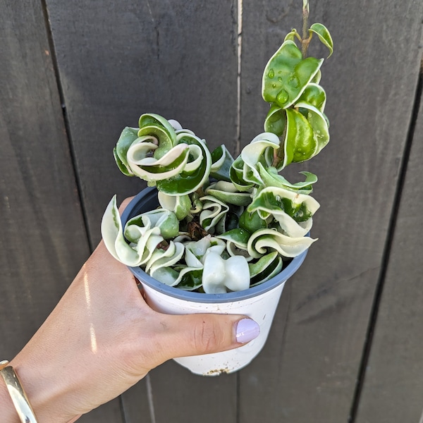 Hoya Rope Plant - Etsy