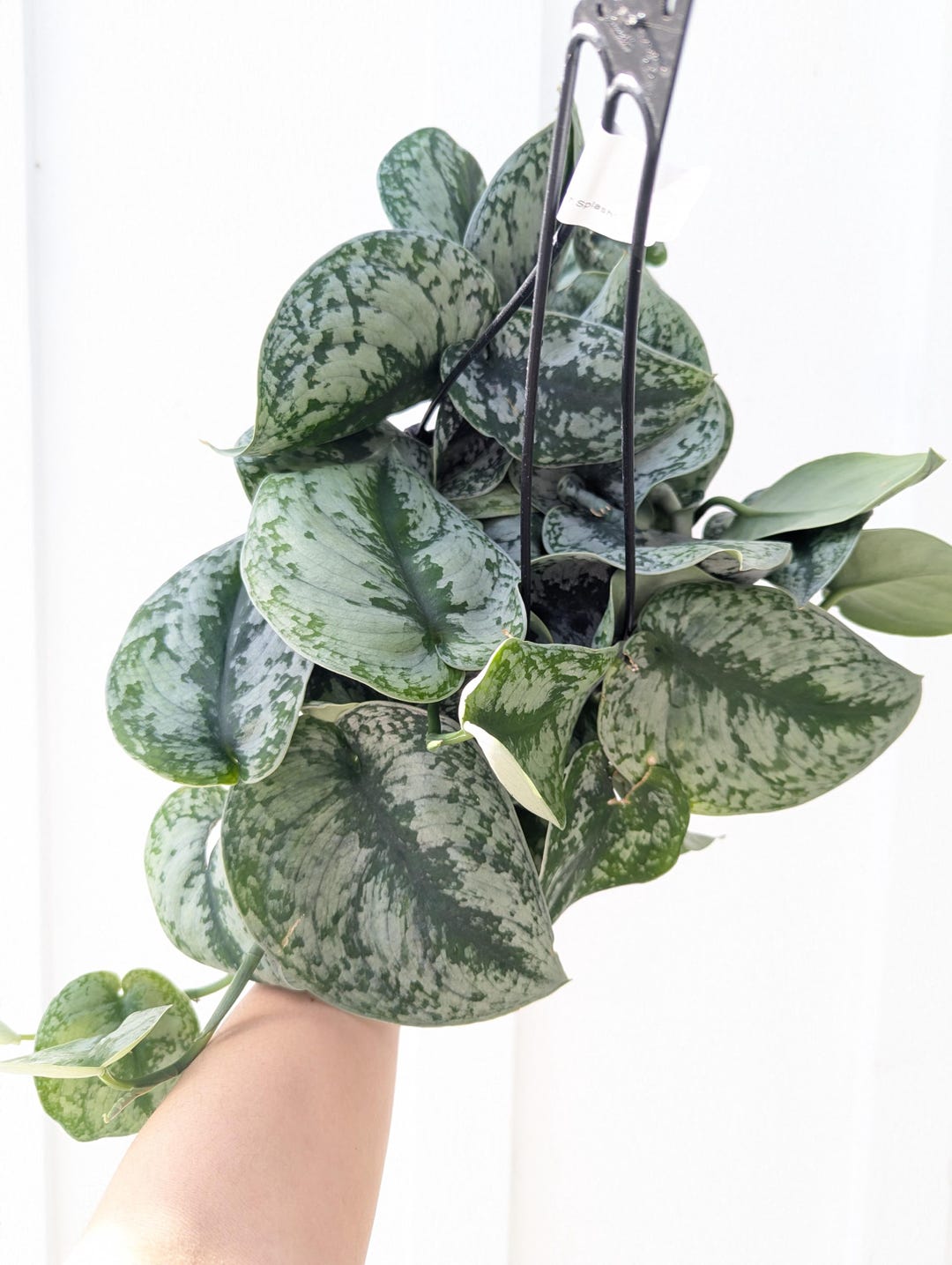 Scindapsus Pictus Exotica Silver Pothos 6" Pot - Etsy