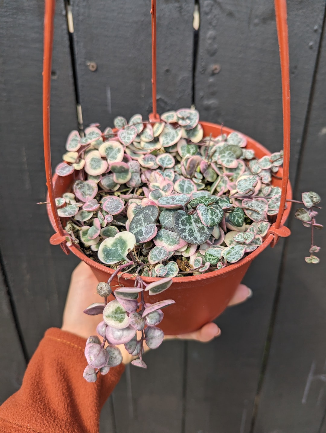 Variegated Ceropegia Woodii Strings of Hearts Plant 6 Pot - Etsy