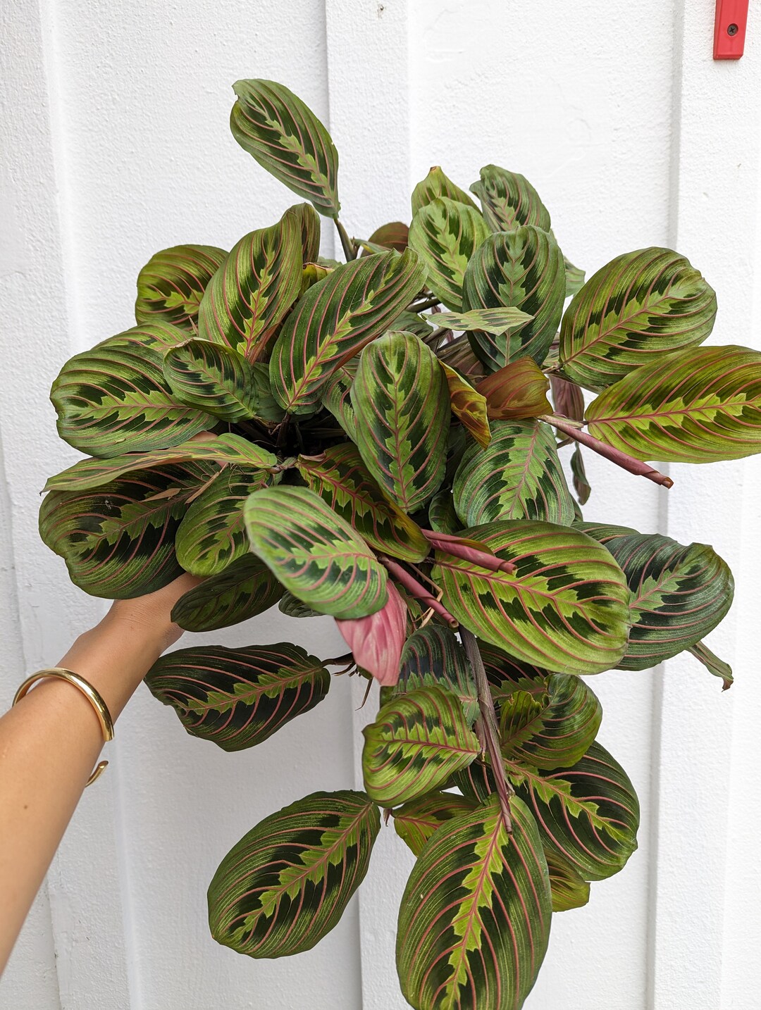 Red Maranta Plant 6 Pot - Etsy