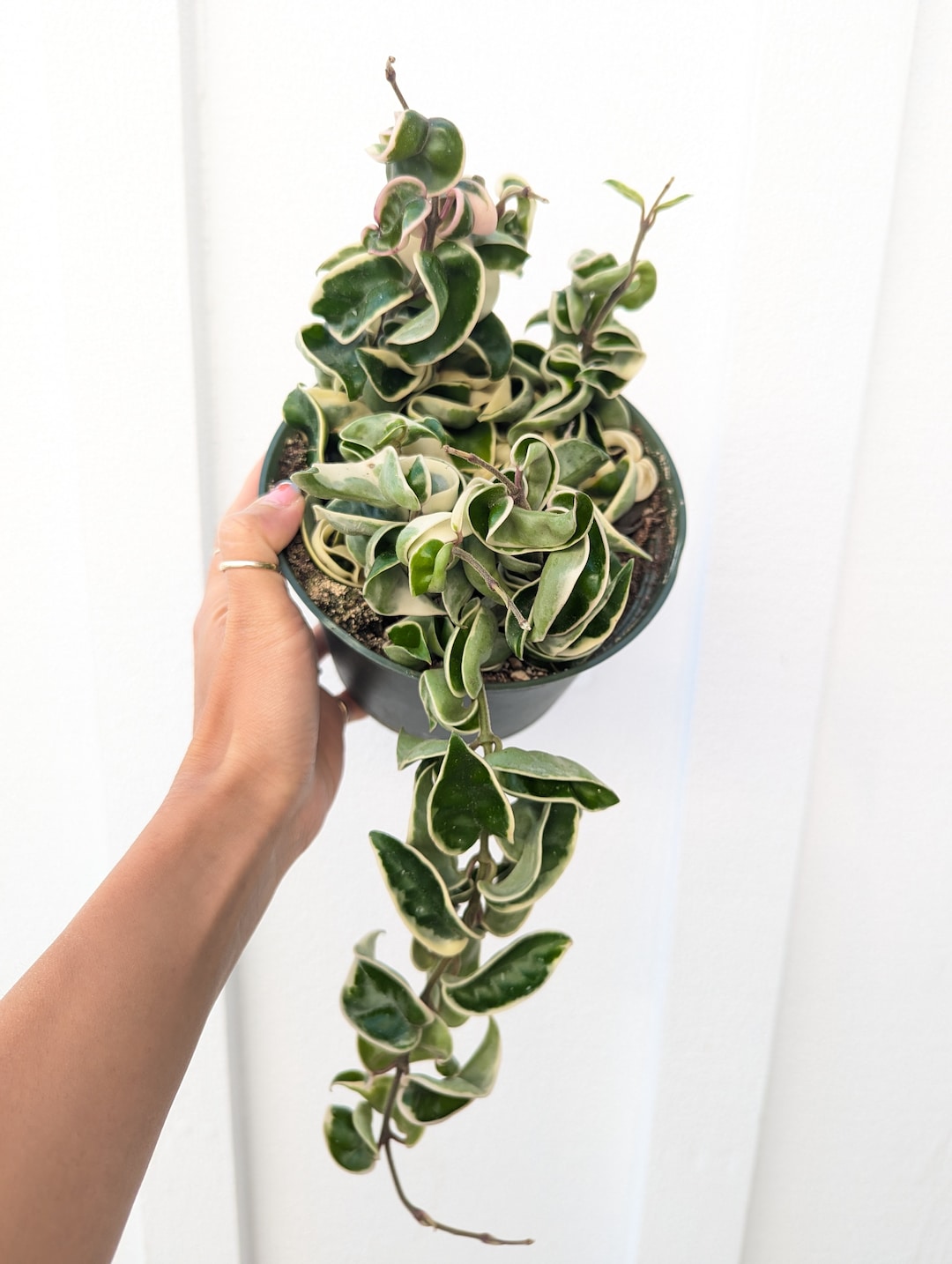 Hoya Compacta Variegated Hindu Rope 6 Pot - Etsy