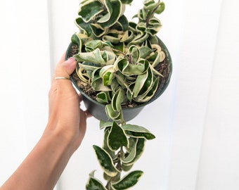 Hoya Compacta Rope Variegated 4 Pot ALL PLANTS Require You to Purchase ...