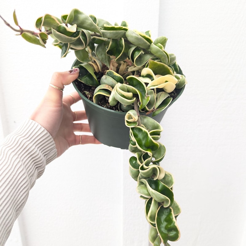 Hoya Rope Plant - Etsy