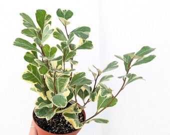 Ficus Triangularis Variegated | 4in Pot | Cuttings - Etsy