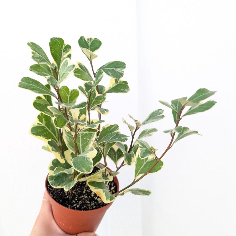 Ficus Triangularis Variegated - Etsy
