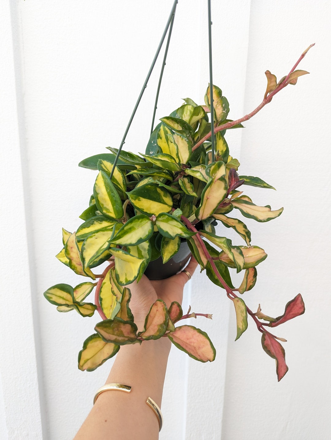 Hoya Carnosa Variegated Krimson Princess - Etsy