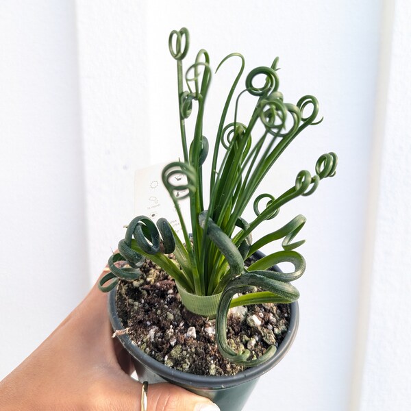 Frizzle Sizzle Plant - Etsy