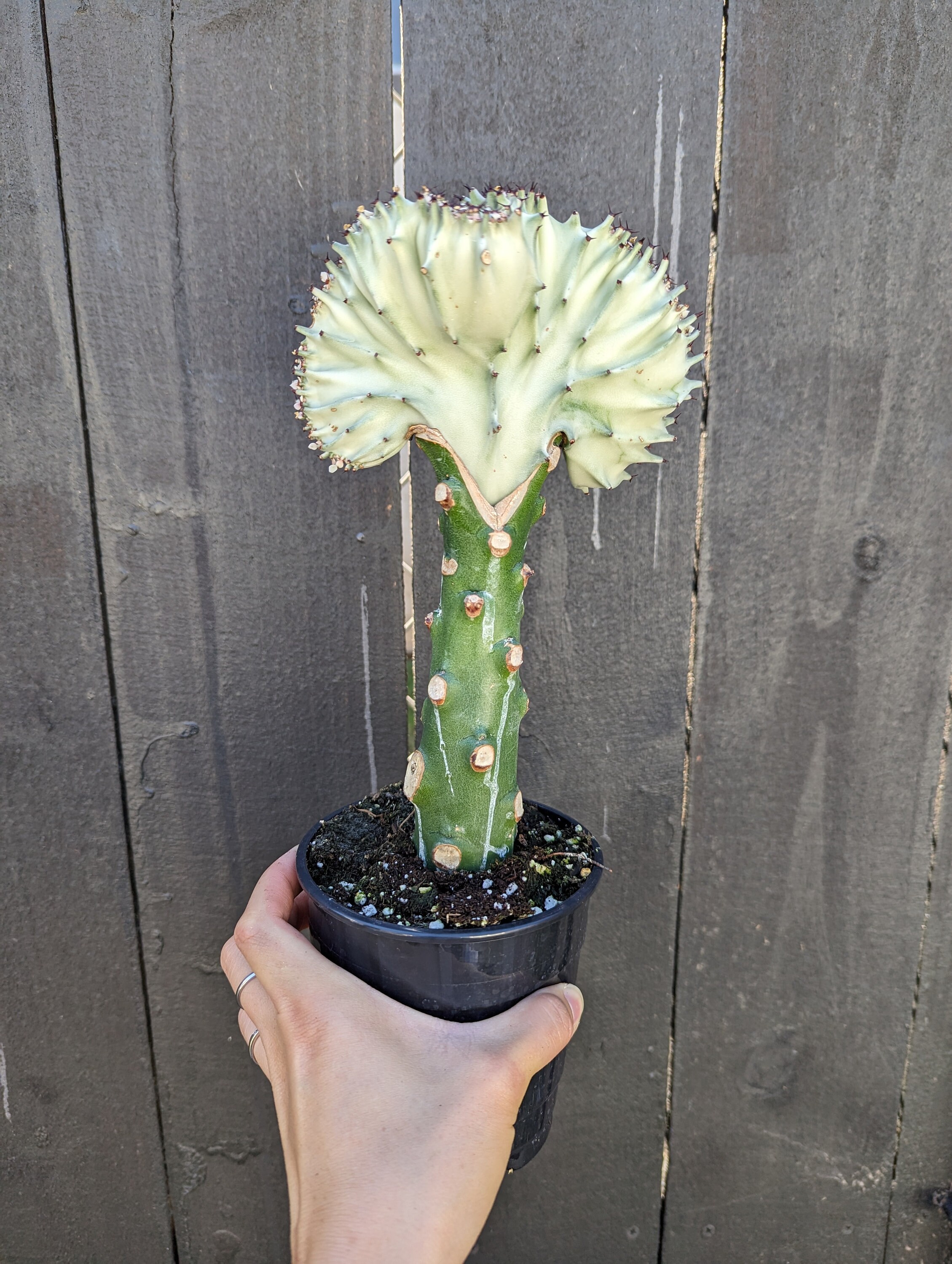 Big Coral Cactus