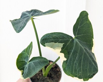 Alocasia Mickey Mouse Xanthosoma Variegata Variegated Sting Ray ...