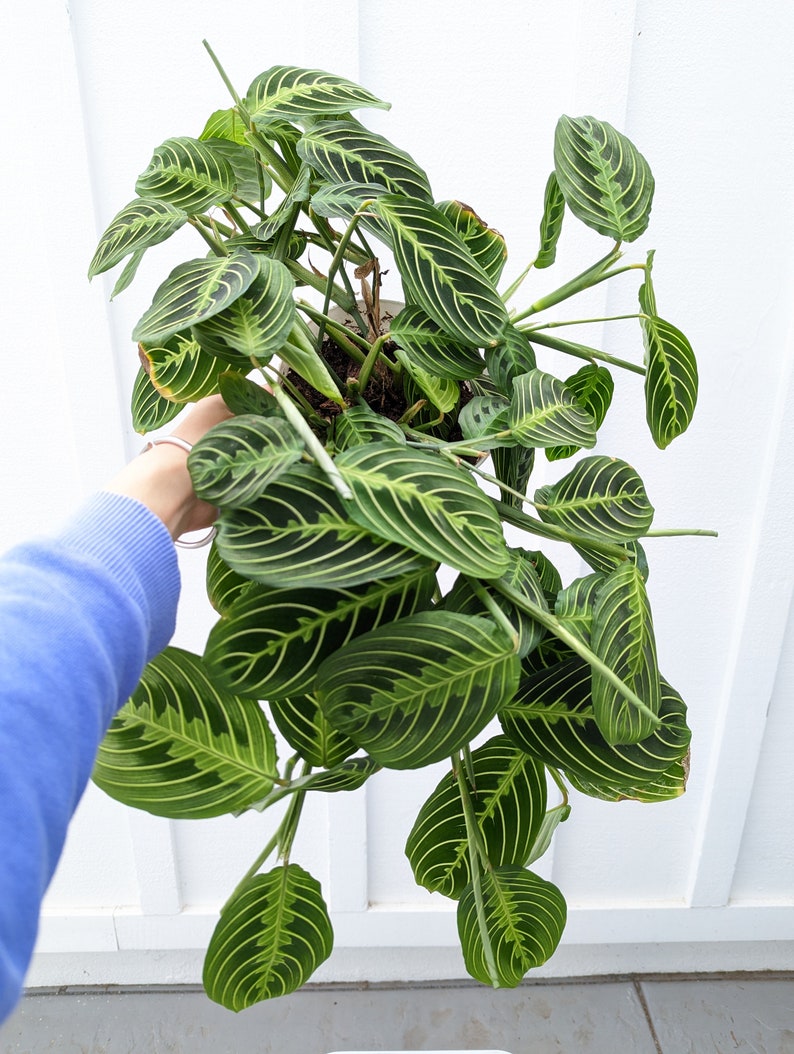Lemon Lime Maranta Plant 6 Pot - Etsy