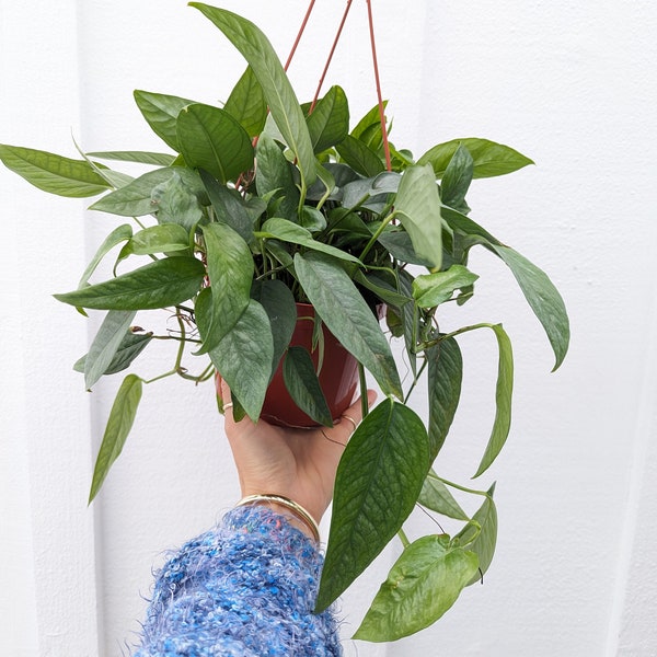 Cebu Blue Pothos - Etsy