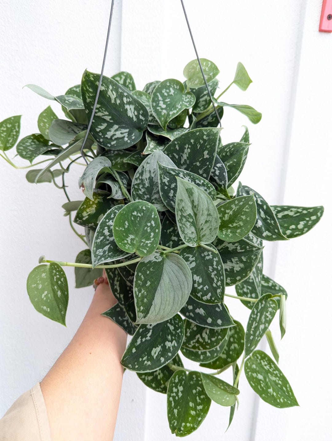 Scindapsus Pictus Argyraeus Silver Satin Pothos 6" Pot - Etsy