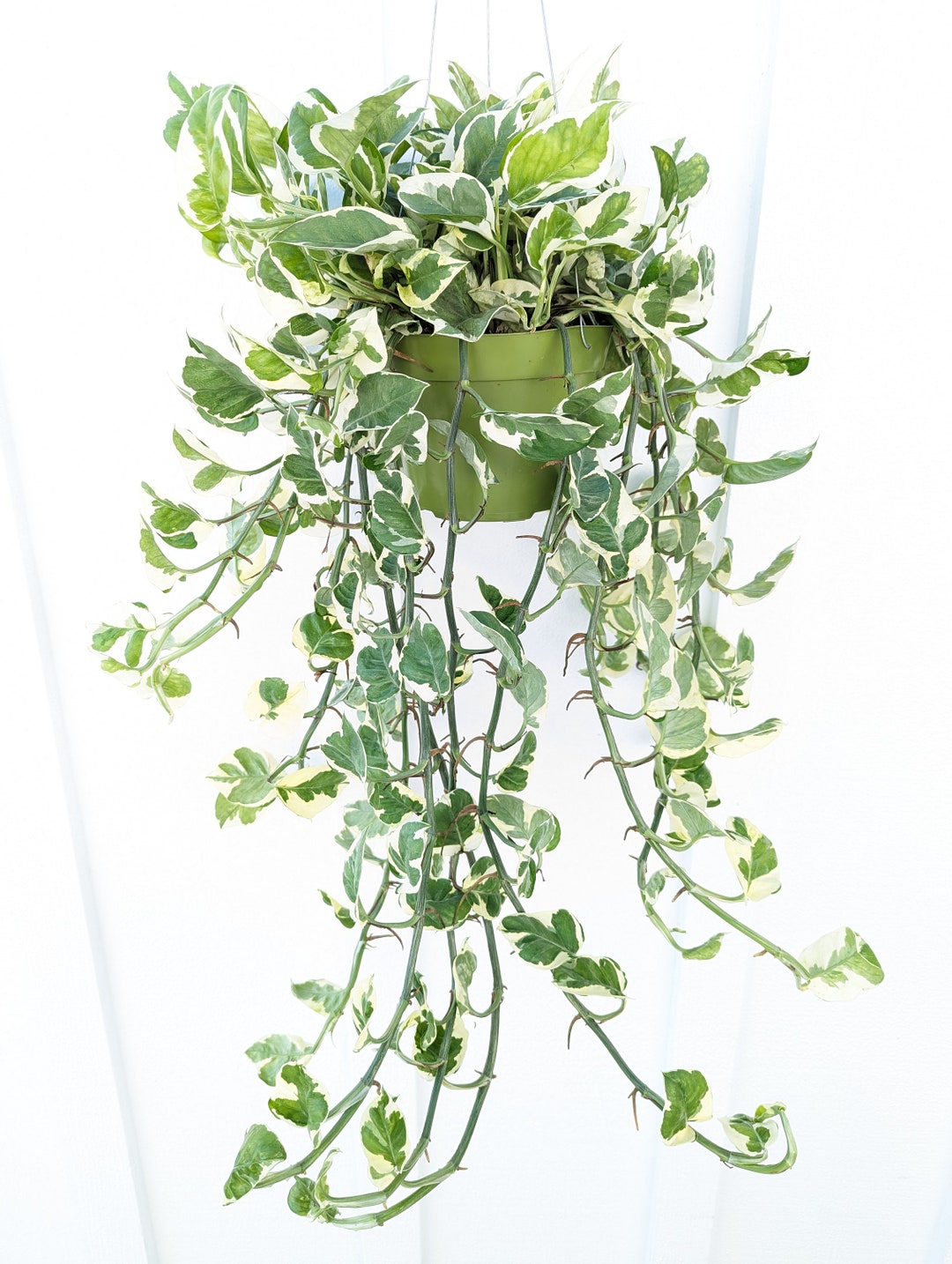 Pothos N'joy Plant - Etsy