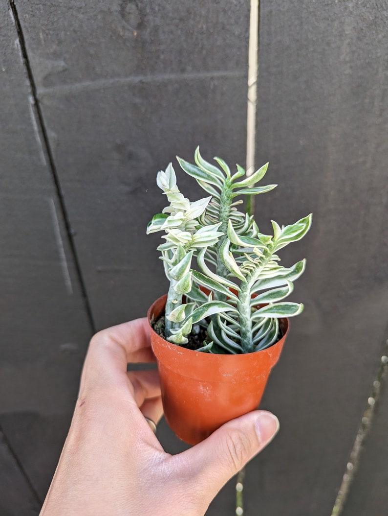Devil's Backbone Variegated Plant 2 Pot - Etsy