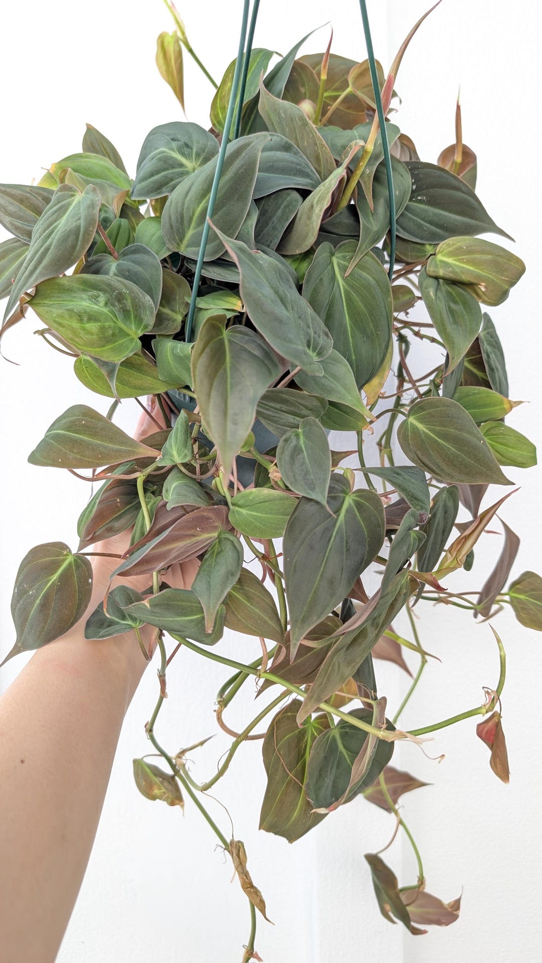 Philodendron Mican Plant 6" Pot - Etsy