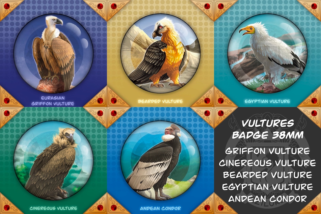 Vultures - BADGES Collection: Eurasian Griffon Vulture, Cinereous ...