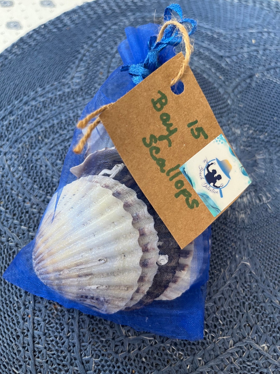Cape Cod Bay Scallops Souvenir Craft Supply 15 Shells in Gift Bag Beach ...