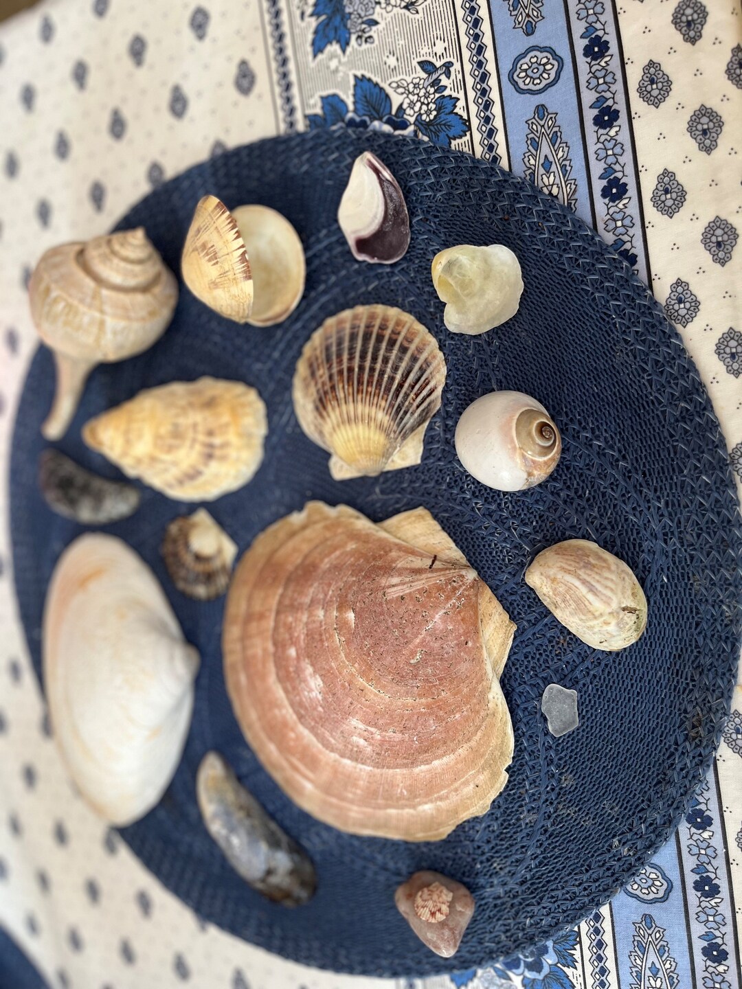 Cape Cod Assorted Sea Shells in Shell Bag Beach Comber Nature Lover All ...