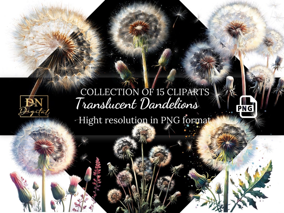 Translucent Dandelion Clipart Collection Dandelion Overlays Translucent ...