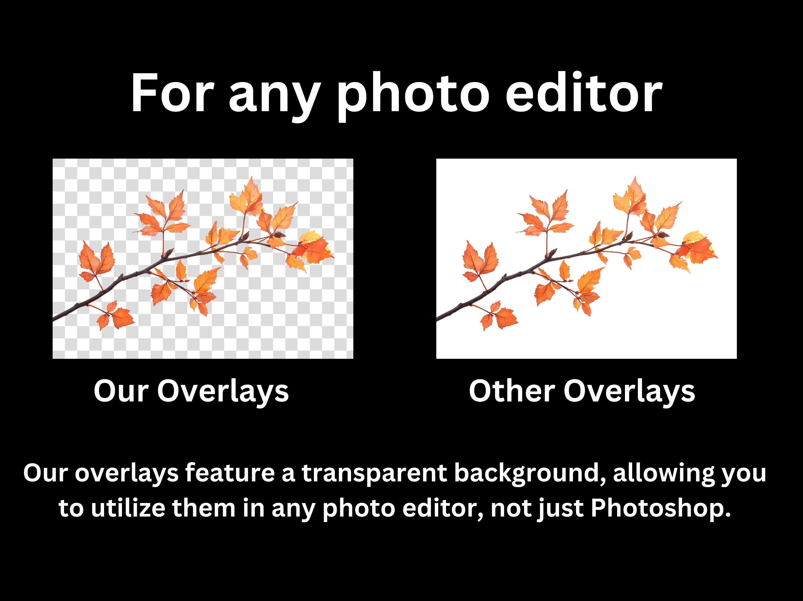 52 Fall Branches Overlays/clipart Collection • Autumn Leaves Clip Art ...