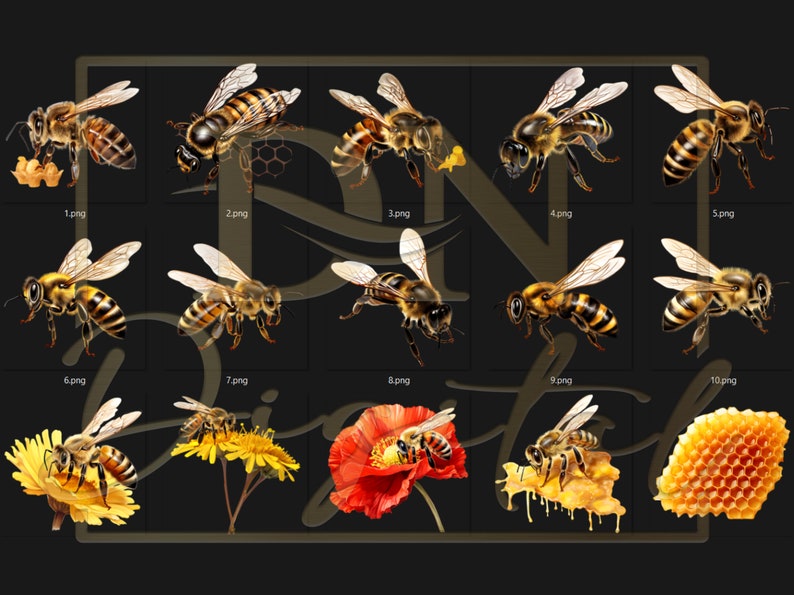 Honey Bees Clipart Collection Beautiful Bee Graphics for - Etsy